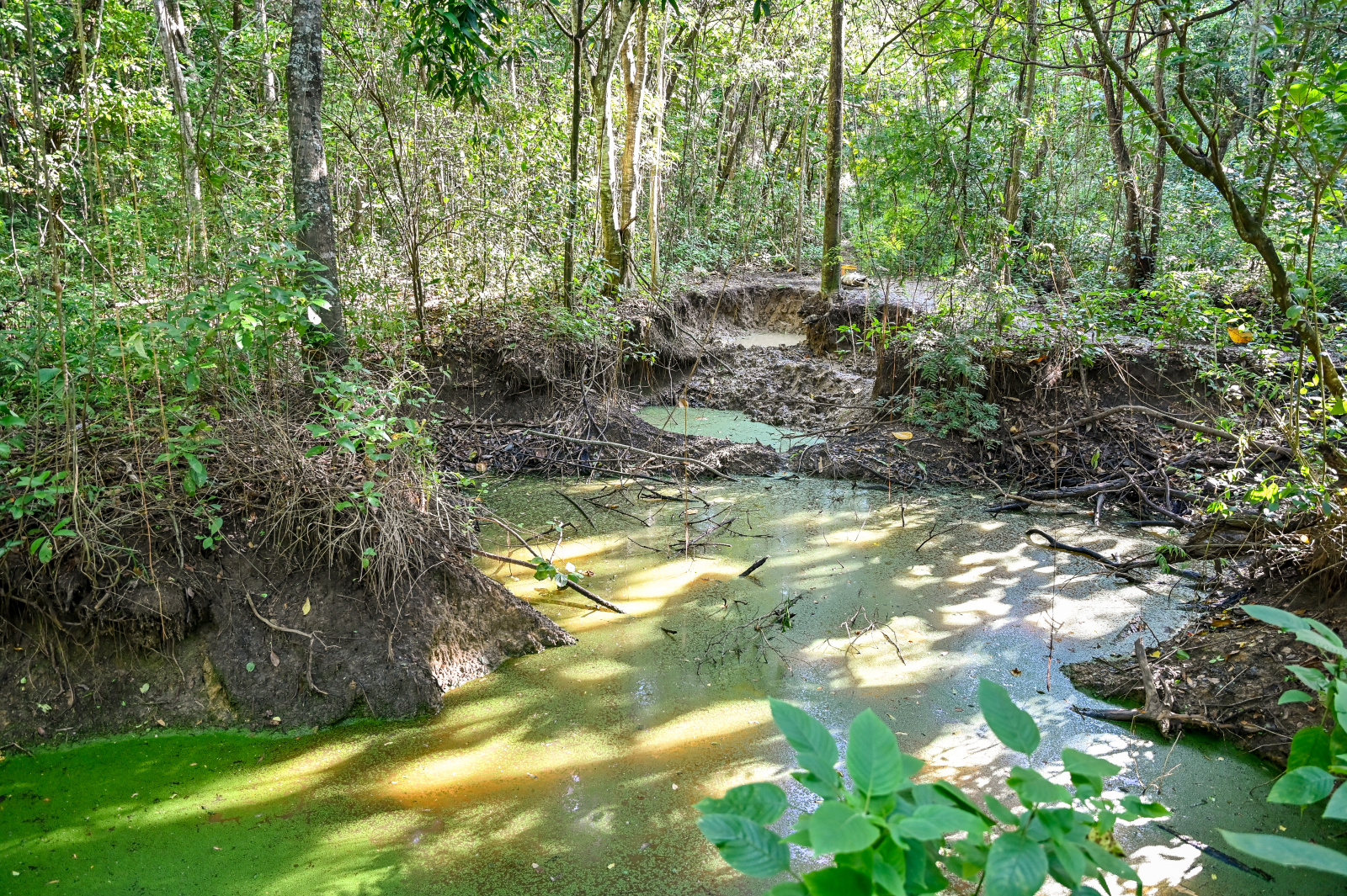 Formação com Professores valoriza Saberes ambientais no Vale do Mulembá ...